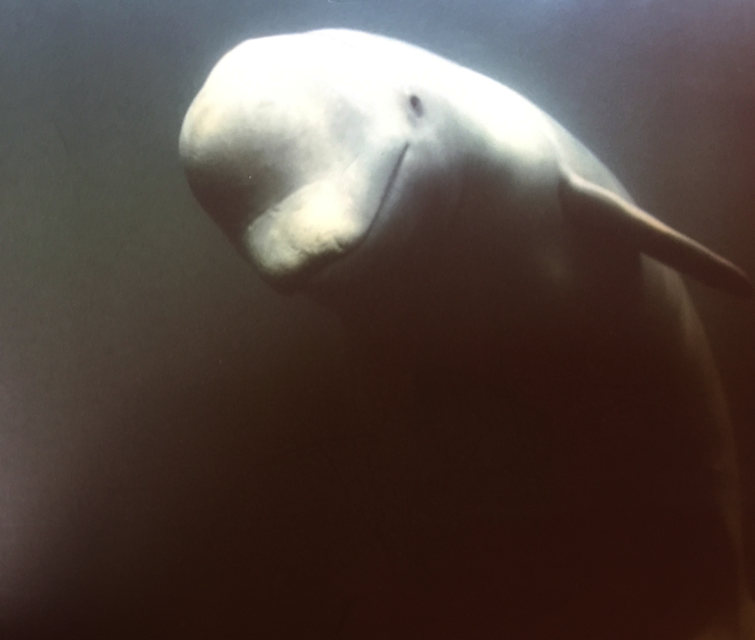 Swimming with Whales in the Wild: Whale Watching Canada