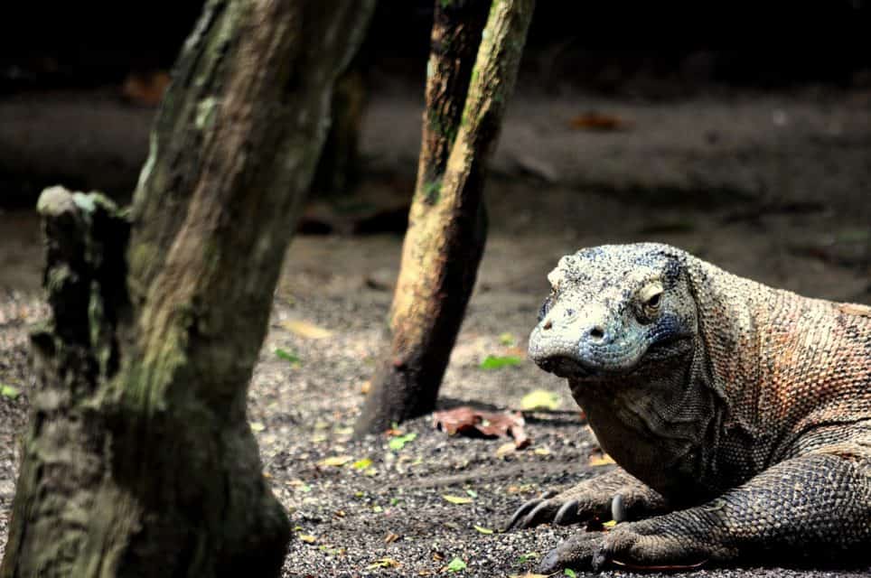 Komodo Island: Inside the Dragon's Lair