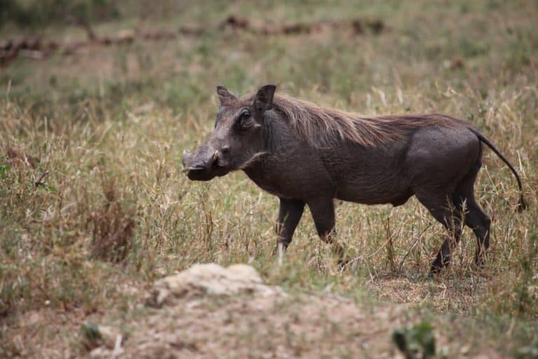 5-Day Safari in Tanzania: The Most Epic Itinerary!