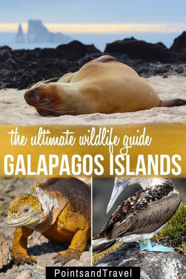 Animals of the Galapagos Islands
