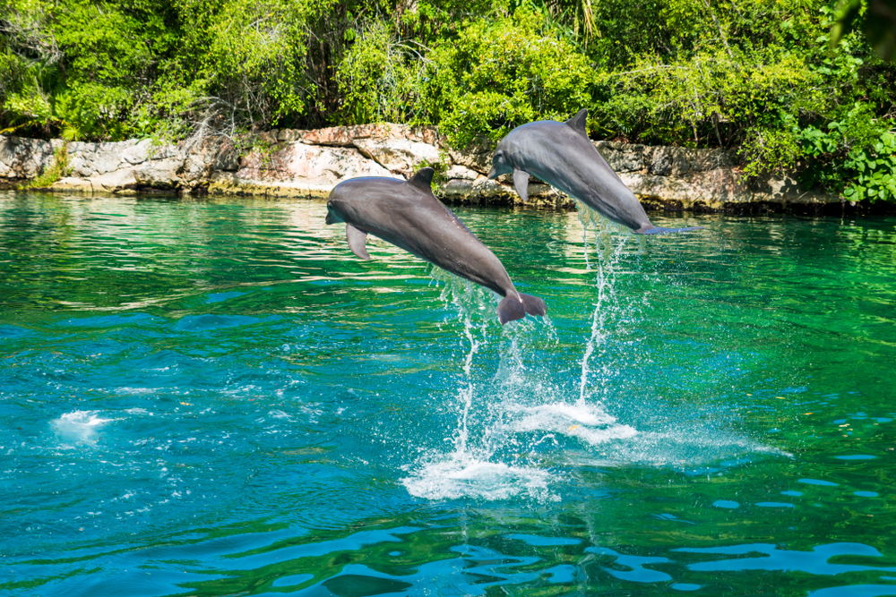 Xel Ha vs Xcaret: A Review of Mexican Adventure Parks