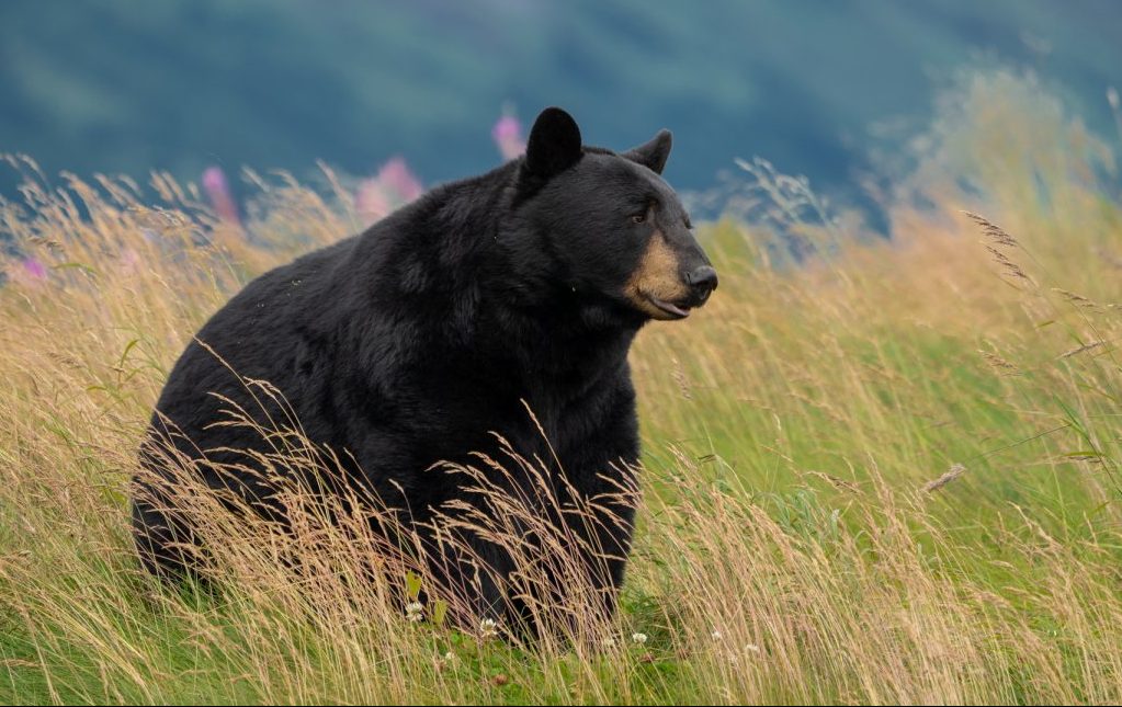 About How Long does a Black Bear Live in Alaska?