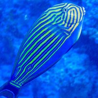 Best Dive Shop in Key West