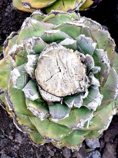 Things to Do in Oaxaca City