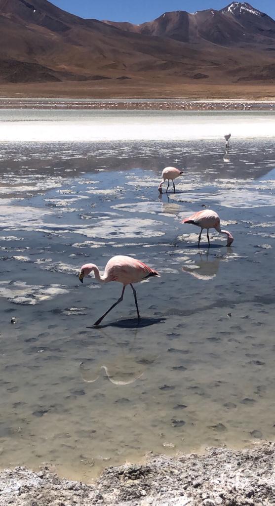 Everything You Need to Know About the Uyuni Salt Flats