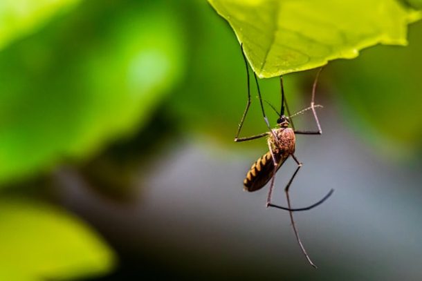 Mosquitoes in Alaska | How to Avoid the Bugs