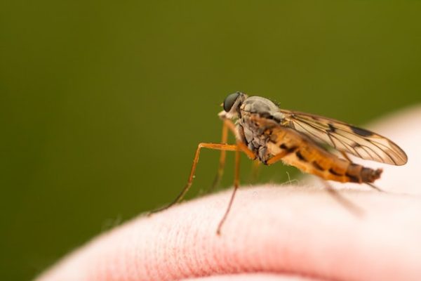 Mosquitoes in Alaska | How to Avoid the Bugs