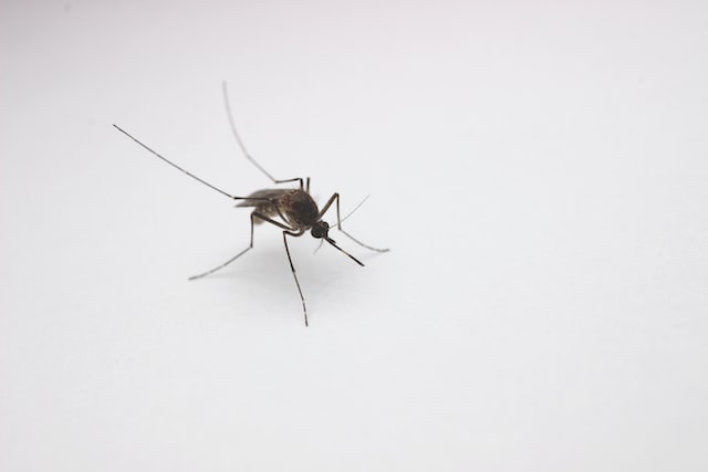 Mosquitoes in Alaska | How to Avoid the Bugs