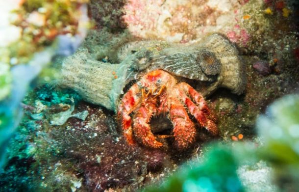 Underwater Paradise: Snorkeling in Croatia