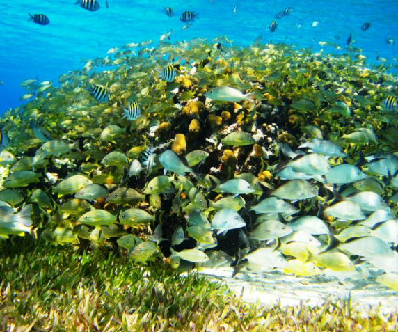 Top 11 Sites to Go Snorkeling in Cozumel [2023]